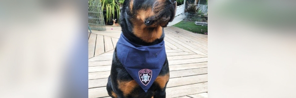 The Pink Patch Project - Peace Officers Research Association of California